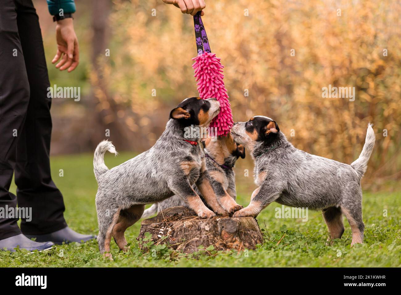 Australian cattle dog puppy outdoor. Puppies on the backyard Stock ...