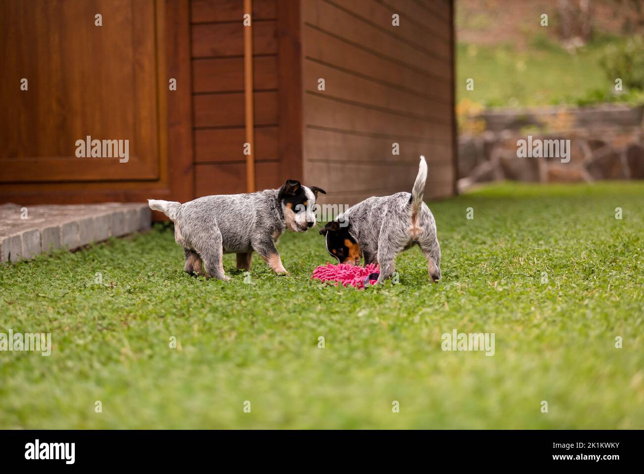 Australian cattle dog puppy outdoor. Puppies on the backyard Stock ...