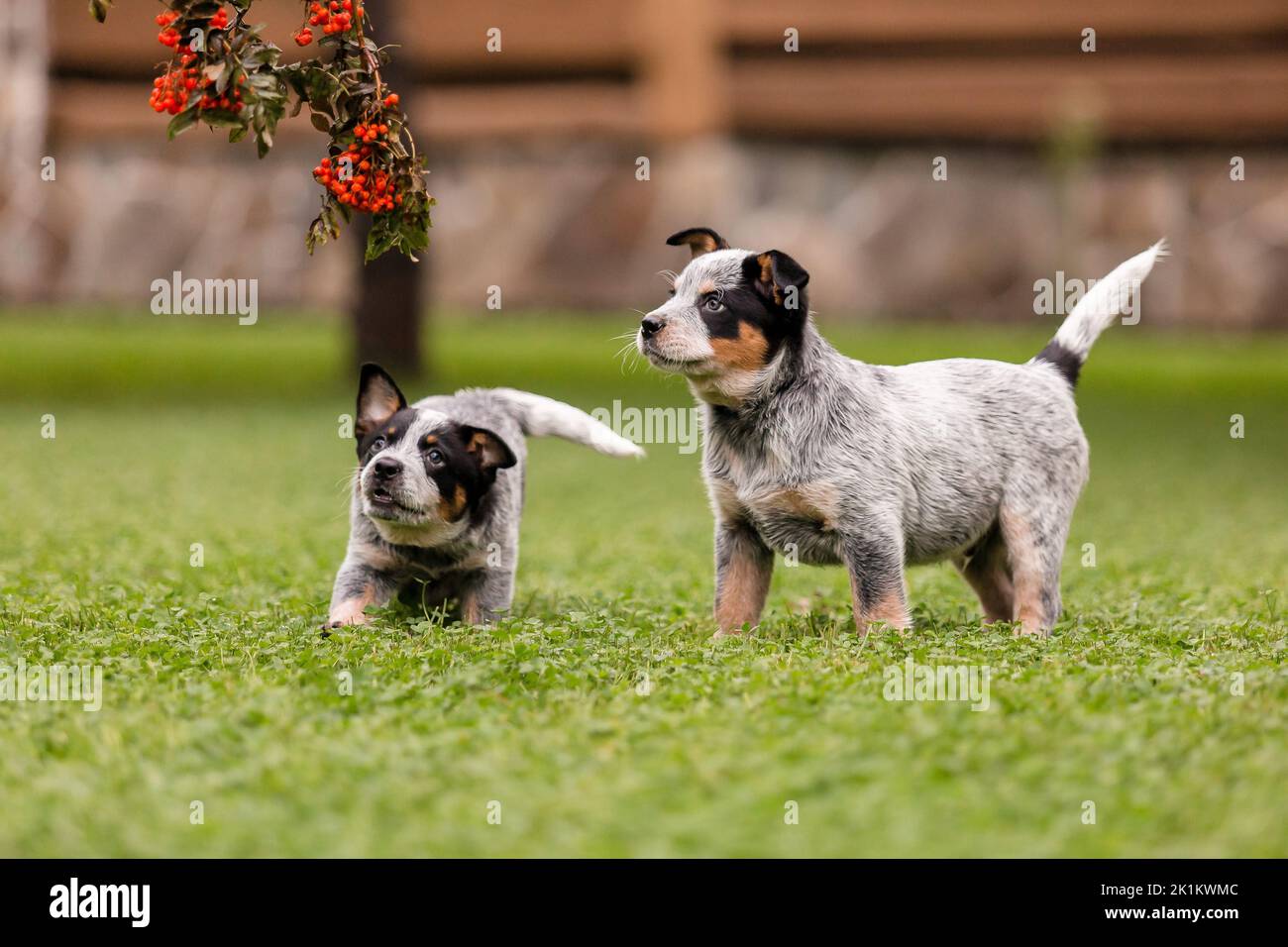 Australian cattle dog puppy outdoor. Puppies on the backyard Stock ...
