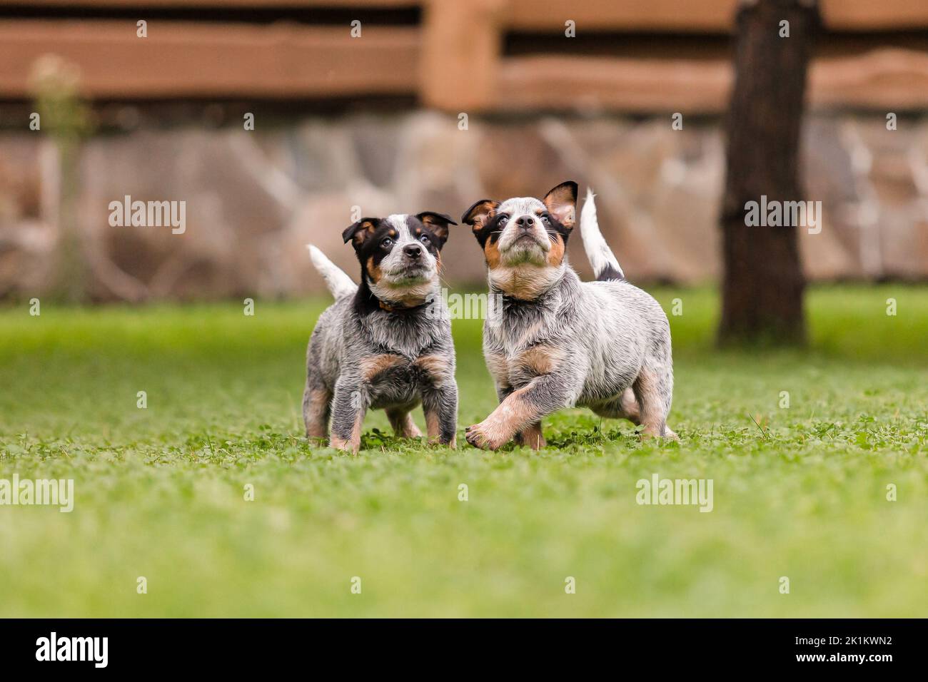 Australian cattle dog puppy outdoor. Puppies on the backyard Stock ...