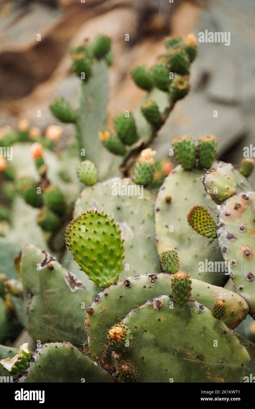 Giant green cactus in Morro Bay california ecosystem wildlife along ...