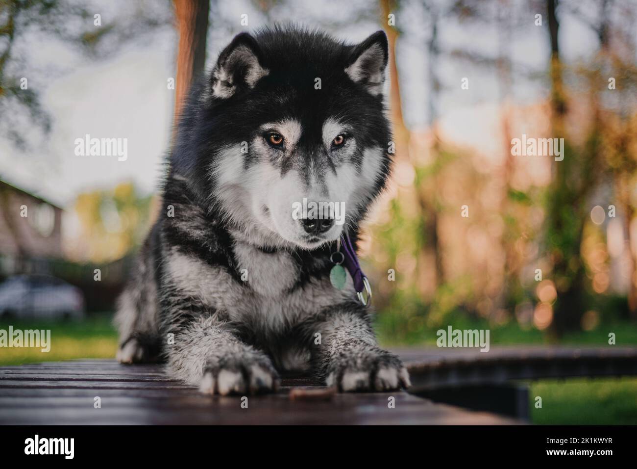 Siberian Husky dog at the sunset Stock Photo - Alamy