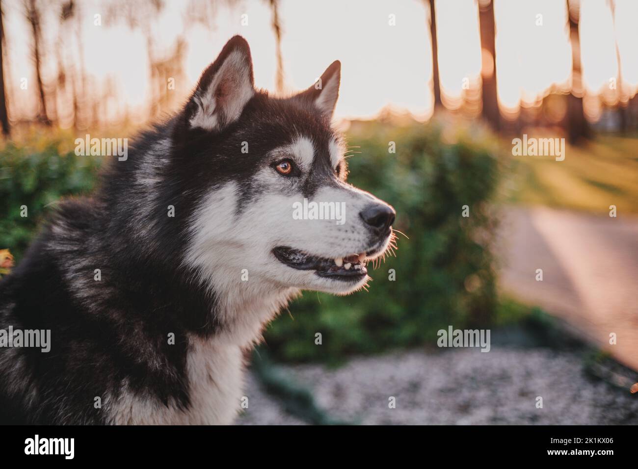 Siberian Husky dog at the sunset Stock Photo - Alamy