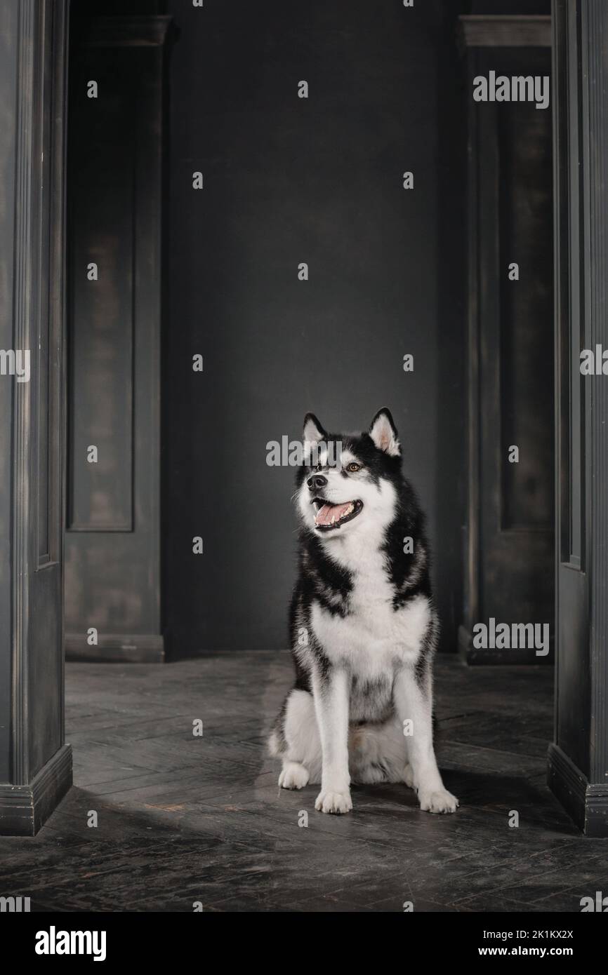 Husky dog in a black interior Stock Photo - Alamy