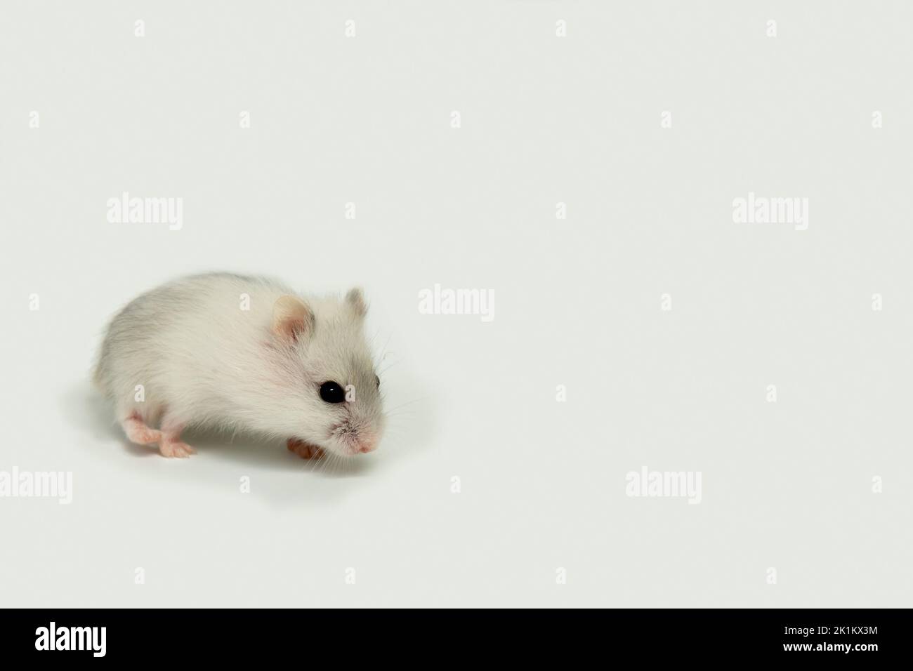 A small, white hamster on a light background. A baby hamster. A pet ...