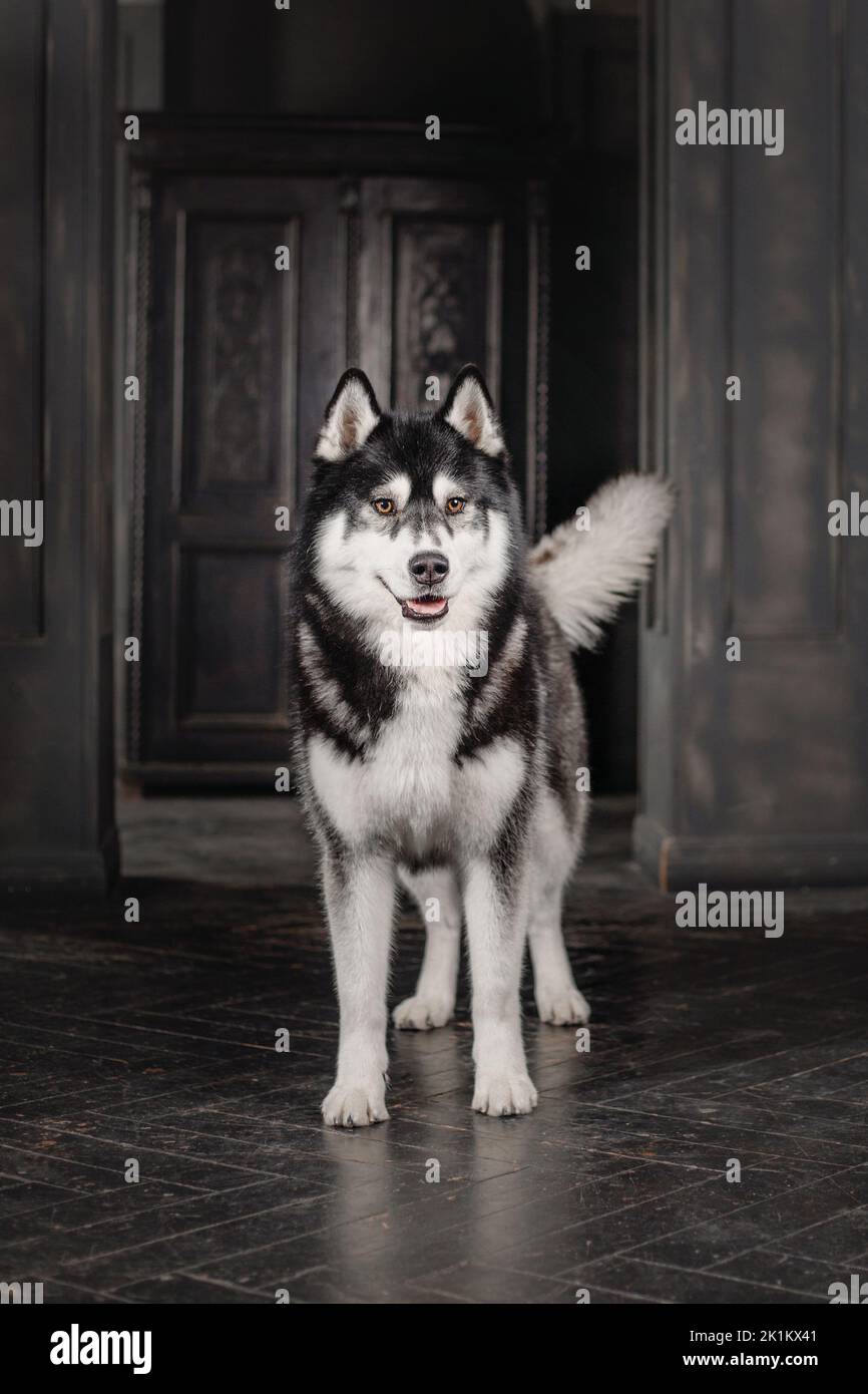 Husky dog in a black interior Stock Photo - Alamy