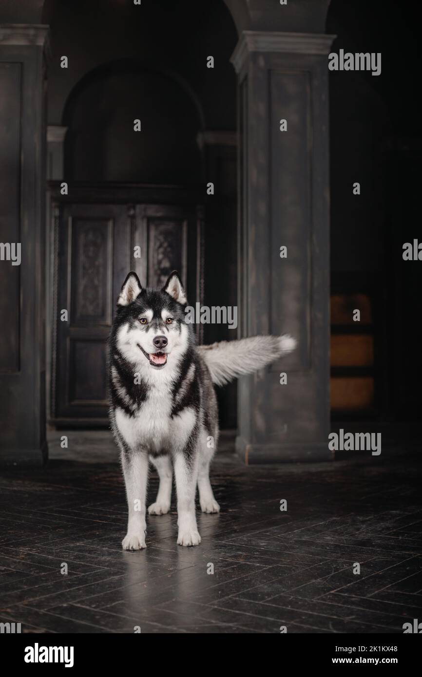 Husky dog in a black interior Stock Photo - Alamy