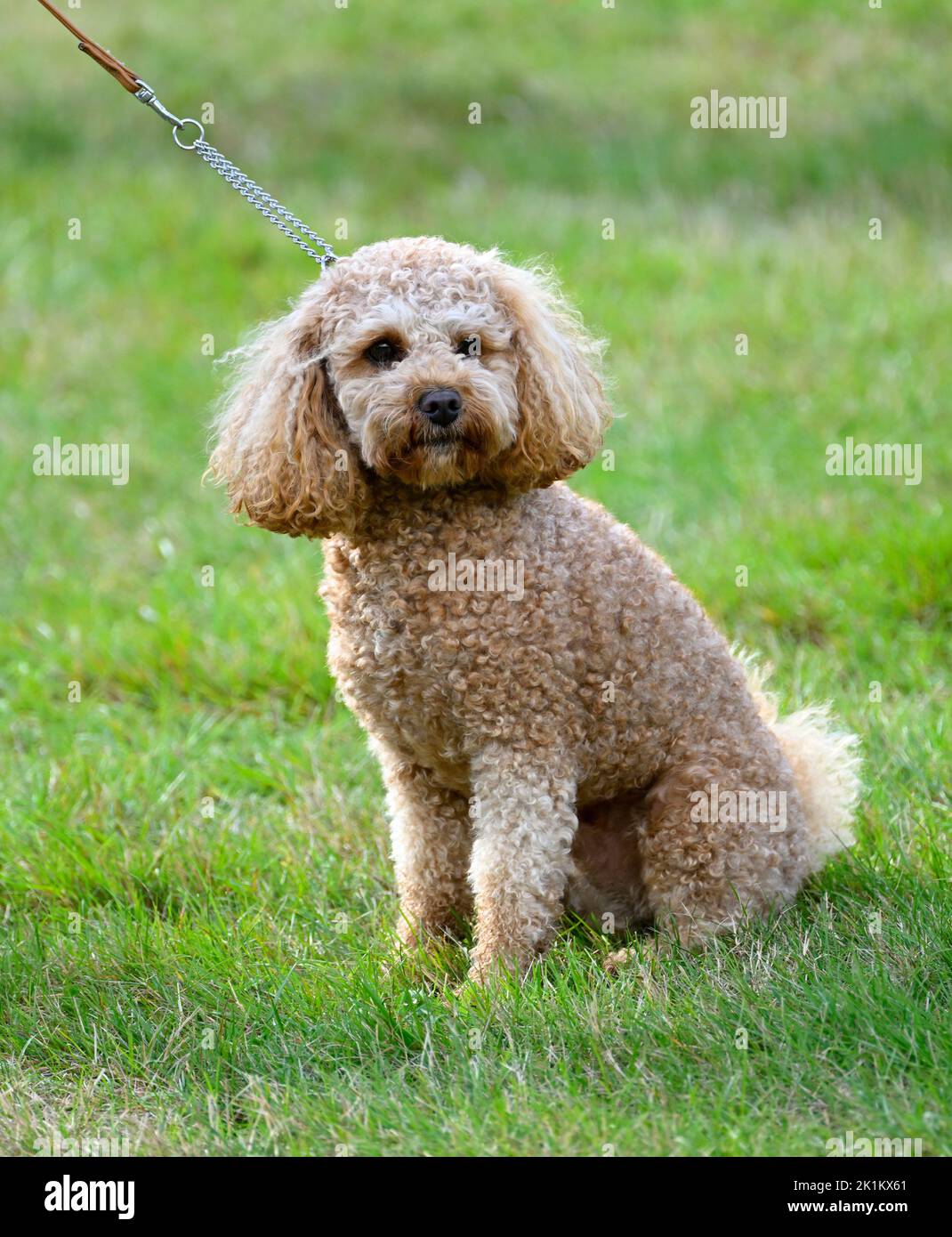 Crown Princess Victorias dog Rio, a Cavapoo.Photo: Karin Törnblom / TT ...