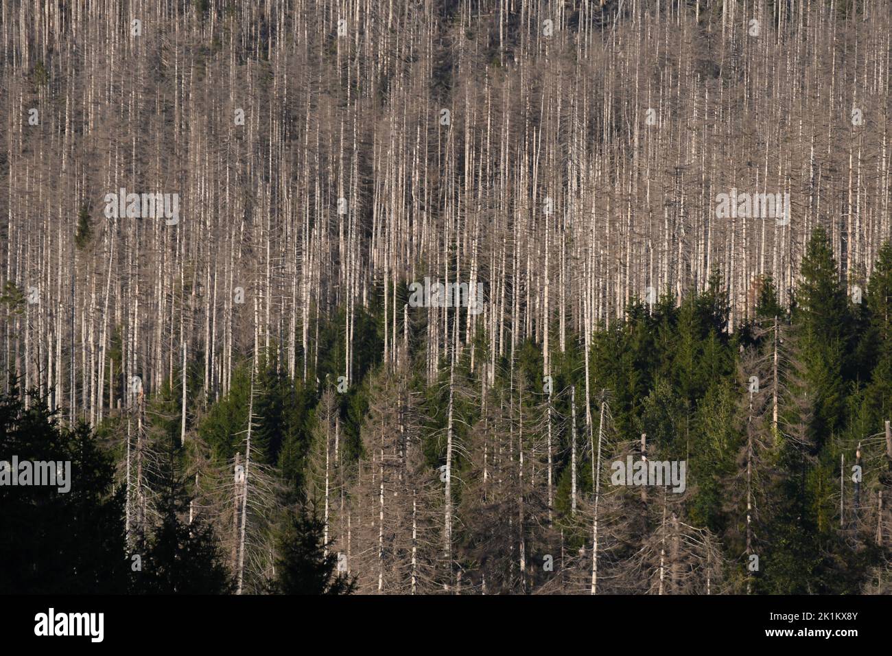 The aerial view of the dense dead trees eaten by the bark beetles Stock ...
