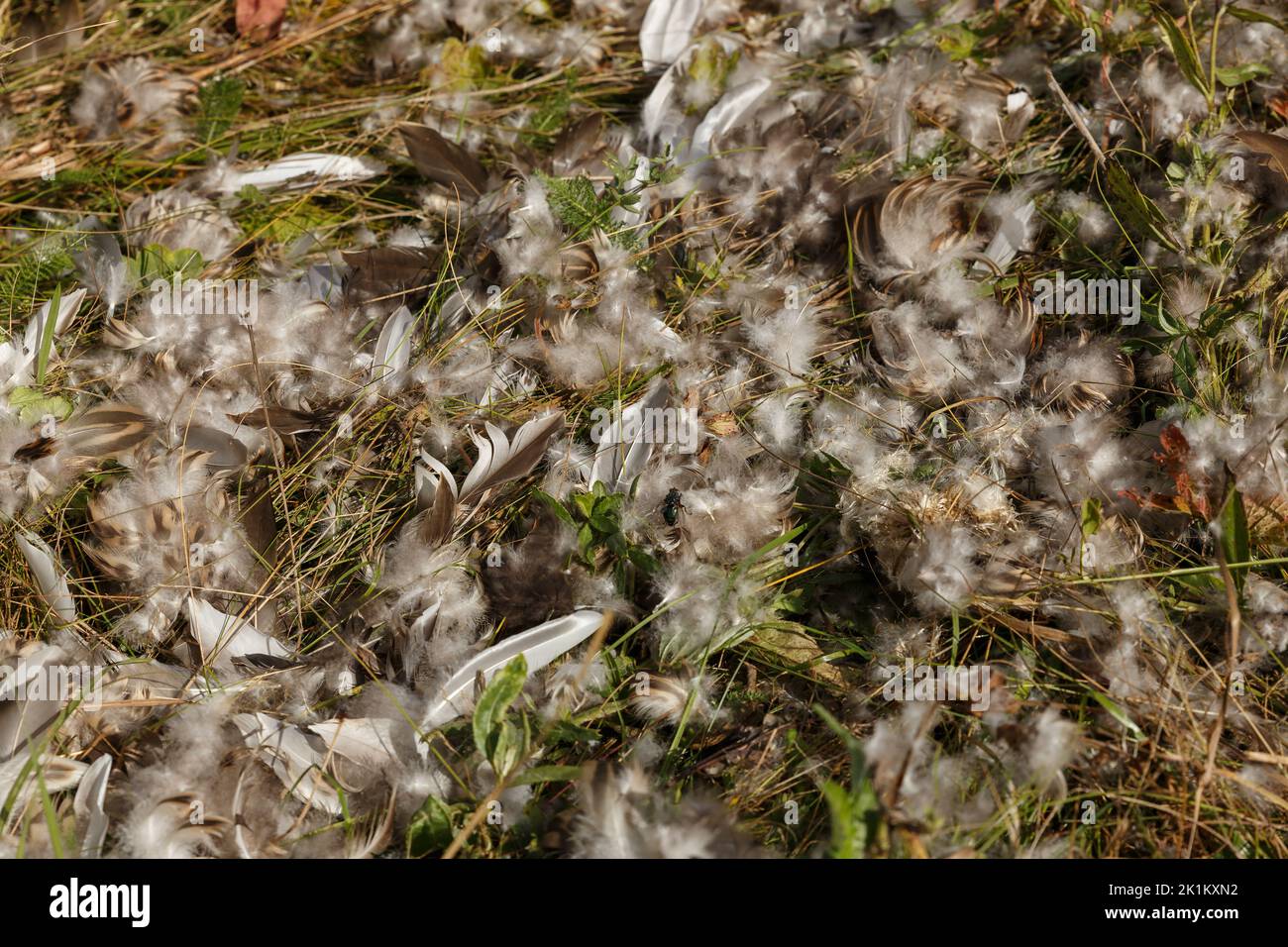 Bird feathers scattered across the grass. Remains of a bird. Bird ...