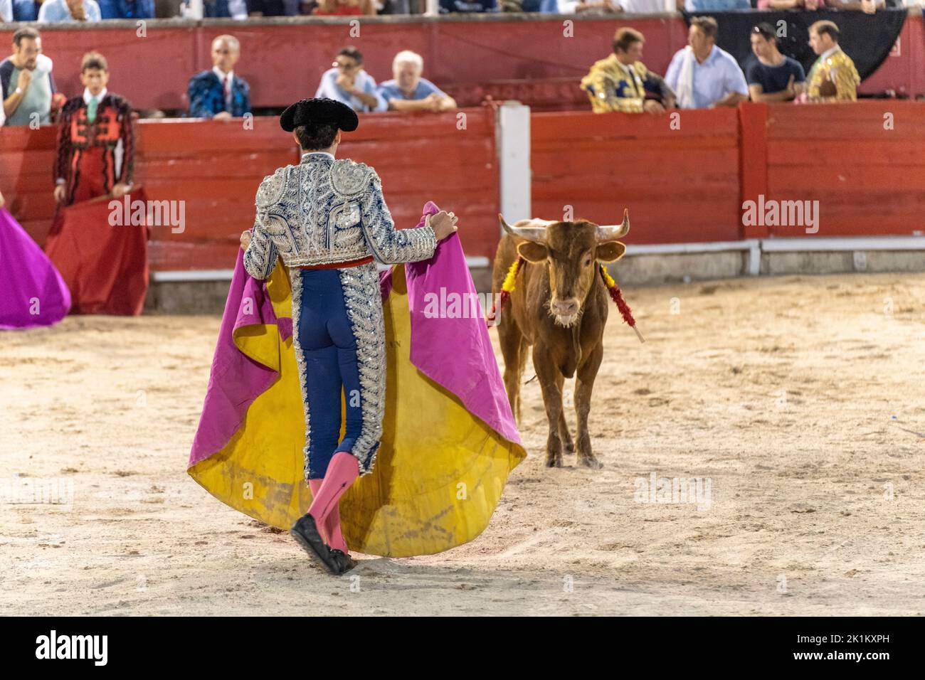 bullfighter capping a steer, heifer bullfight, Inca, Majorca, Balearic ...