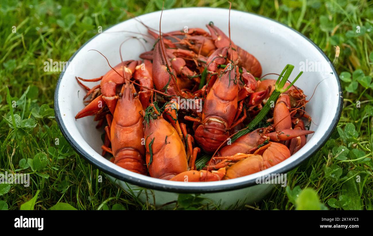 Boiled red crayfish in a metal bowl. A healthy diet meal Stock Photo ...