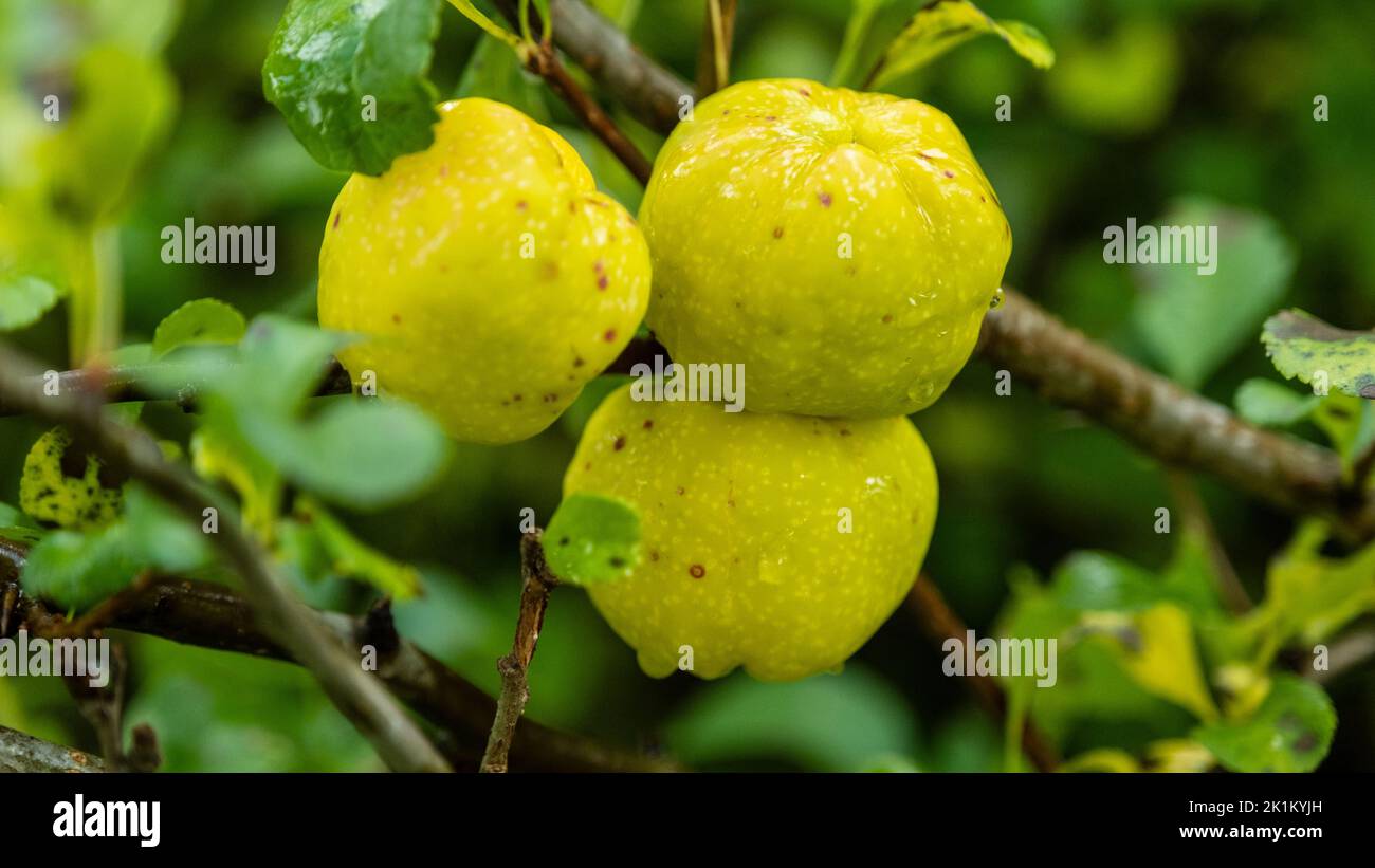 Ripe quinces tree hi-res stock photography and images - Alamy