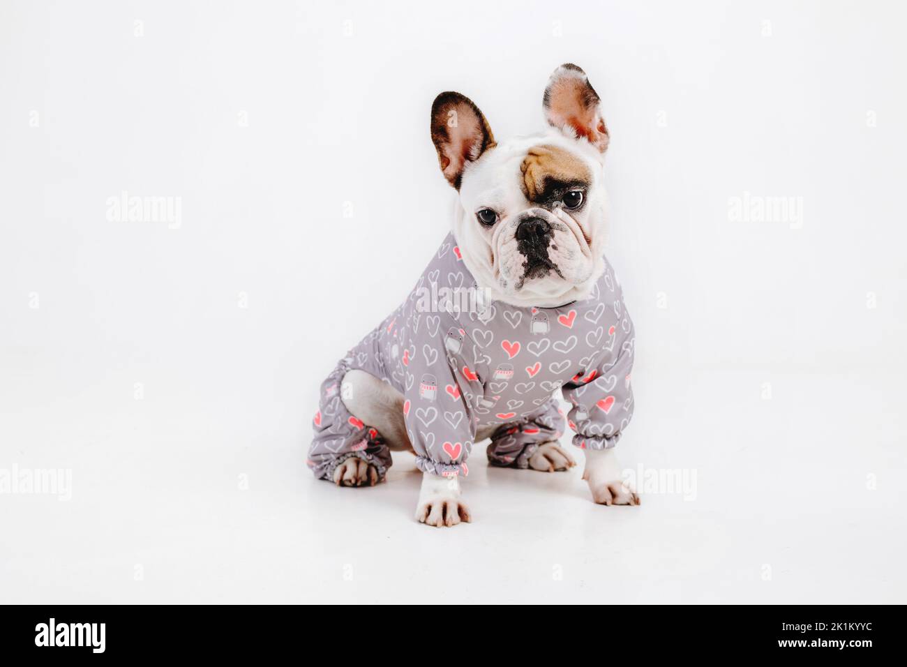 Funny dog pose hi-res stock photography and images - Alamy