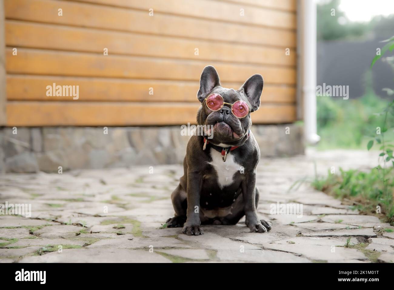 Cute French bulldog puppy in collar at the park. Pretty dog Stock Photo ...