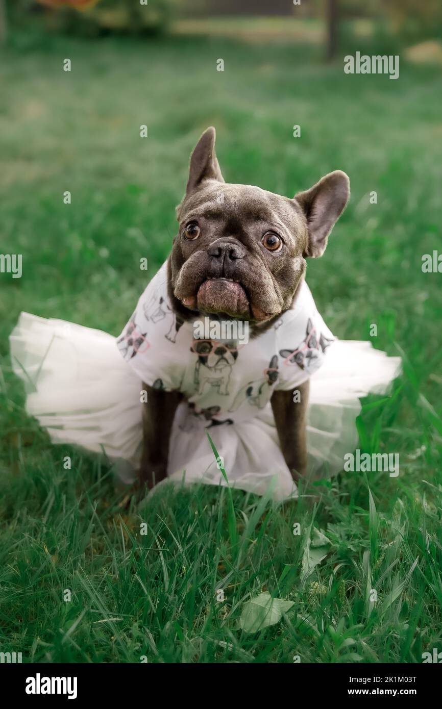 Cute French bulldog puppy in collar at the park. Pretty dog Stock Photo ...