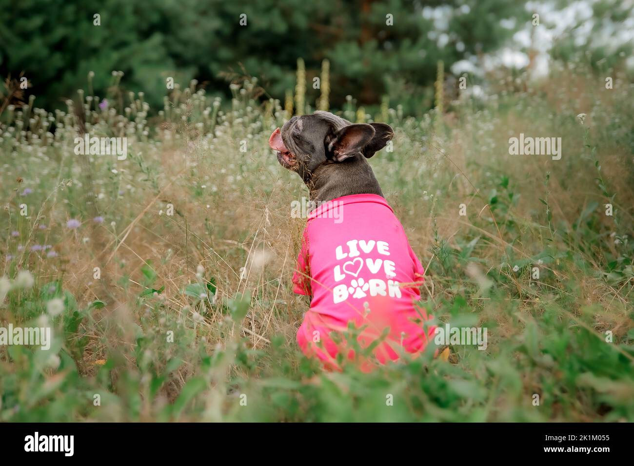 Cute French bulldog puppy in collar at the park. Pretty dog Stock Photo ...