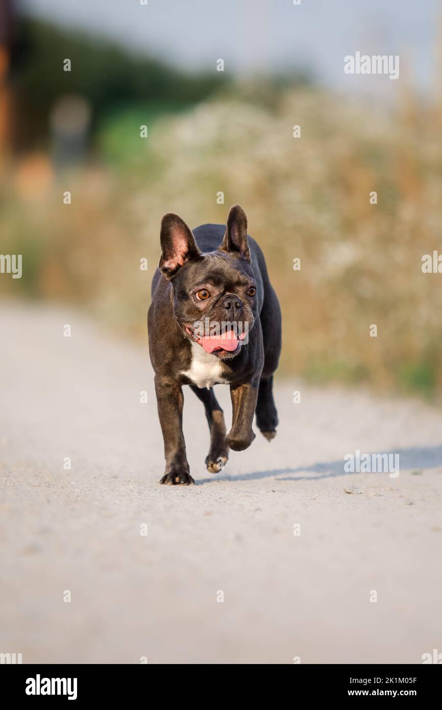 Bulldog outfits hi-res stock photography and images - Alamy