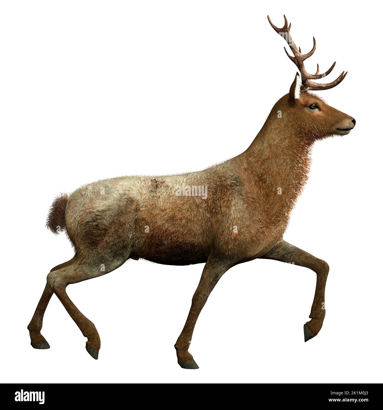3D rendering of a male deer isolated on white background Stock Photo ...