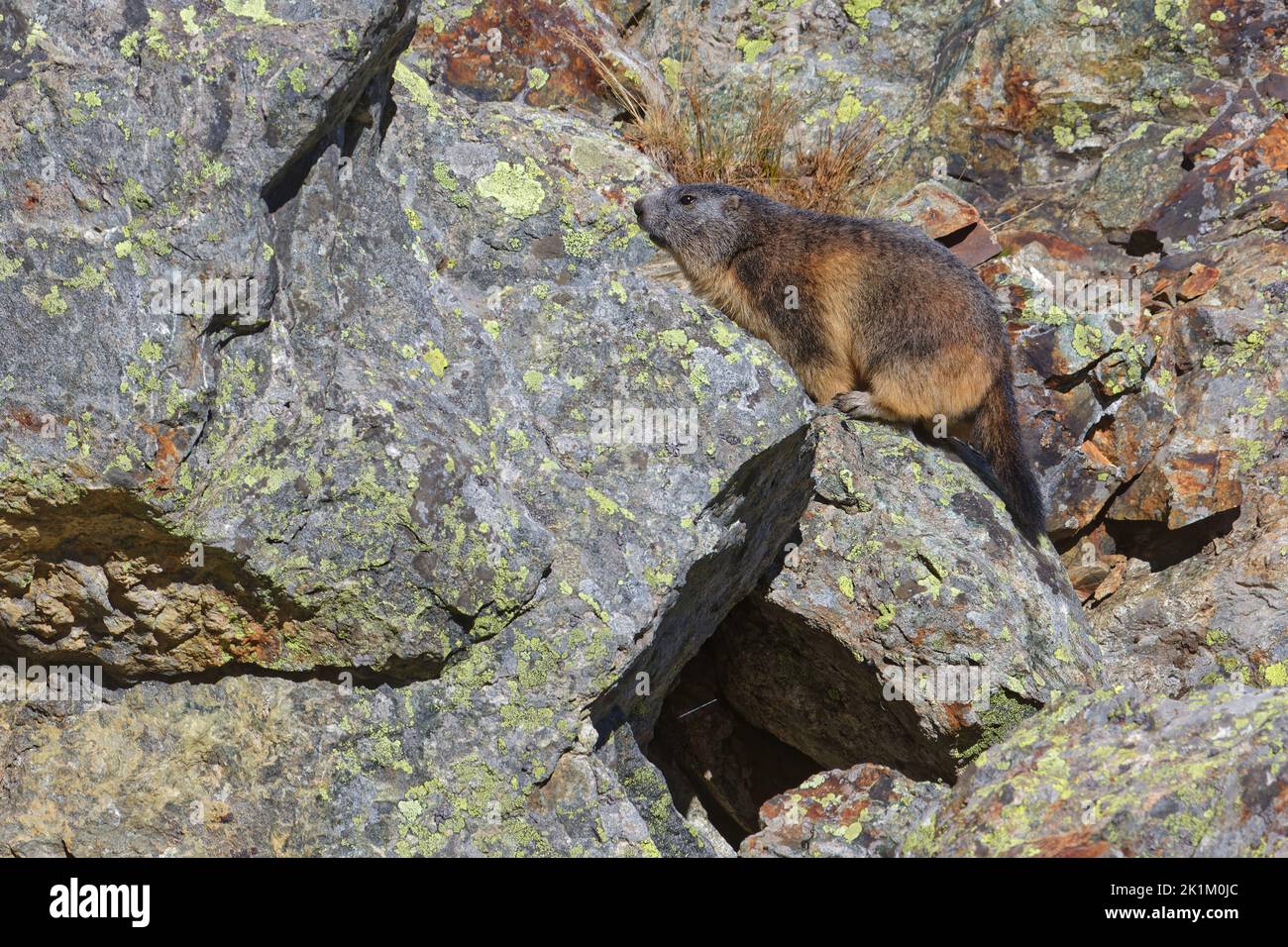Fauna marmotta hi-res stock photography and images - Alamy
