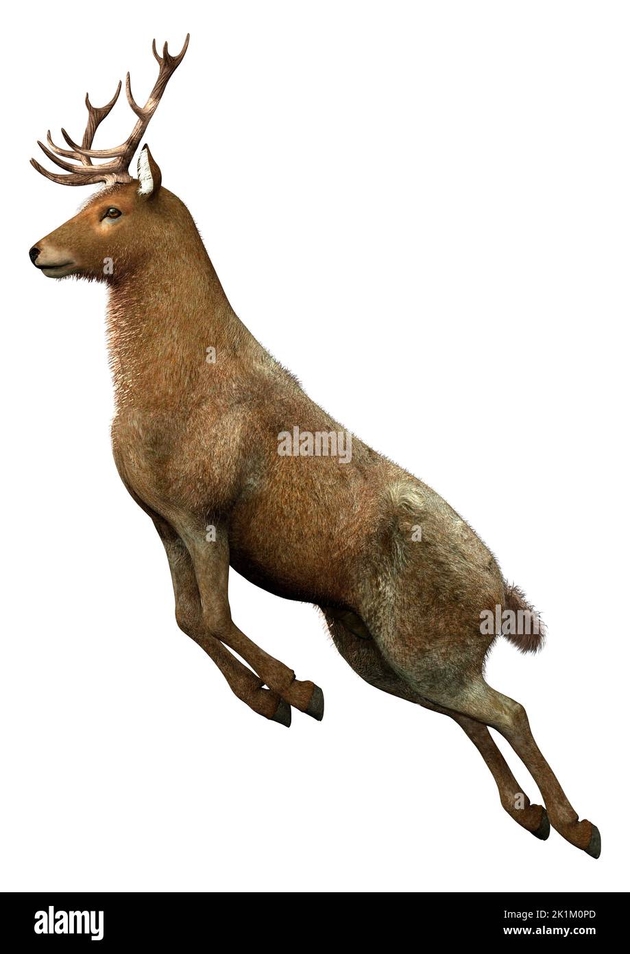 3D rendering of a male deer isolated on white background Stock Photo ...