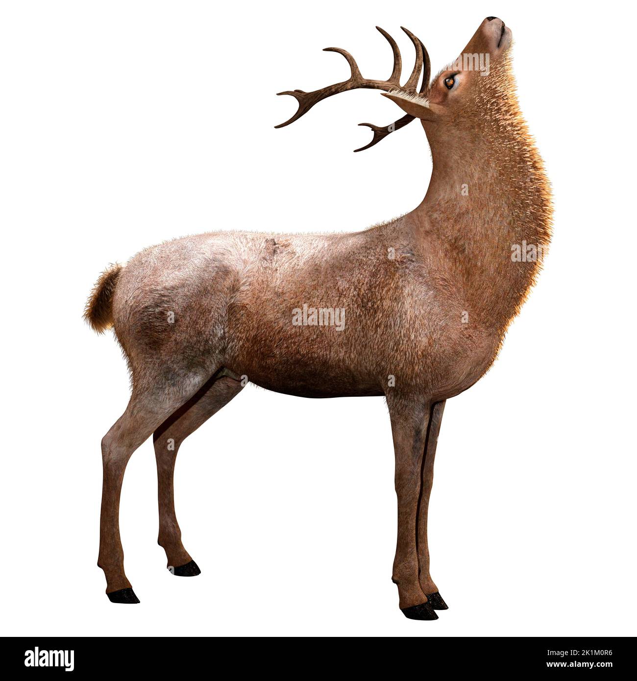 3D rendering of a male deer isolated on white background Stock Photo ...