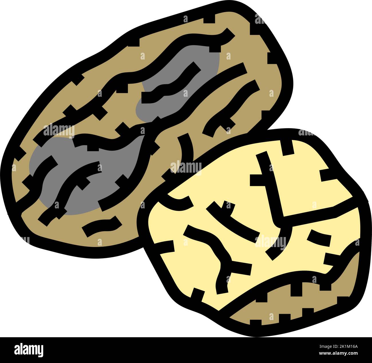 Poria cocos hi-res stock photography and images - Alamy