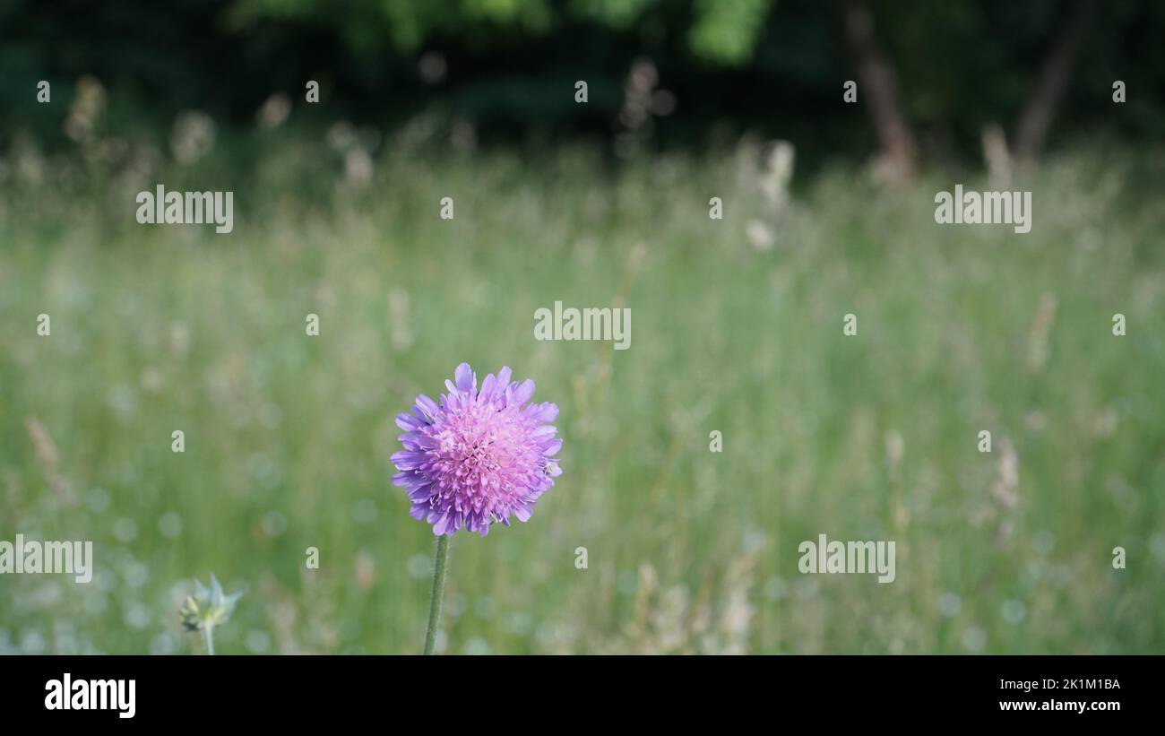 The single clover plant purple flower close-up with meadow grass in the ...