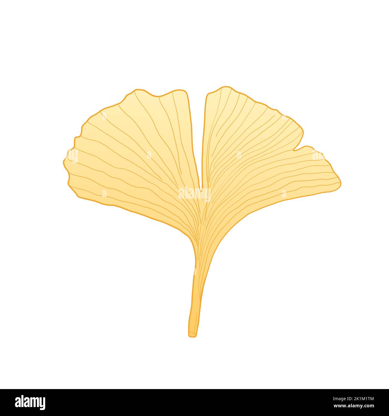 Ginkgo biloba sketch. Gingko leaf autumn color. Japanese flora Stock Vector Image & Art - Alamy