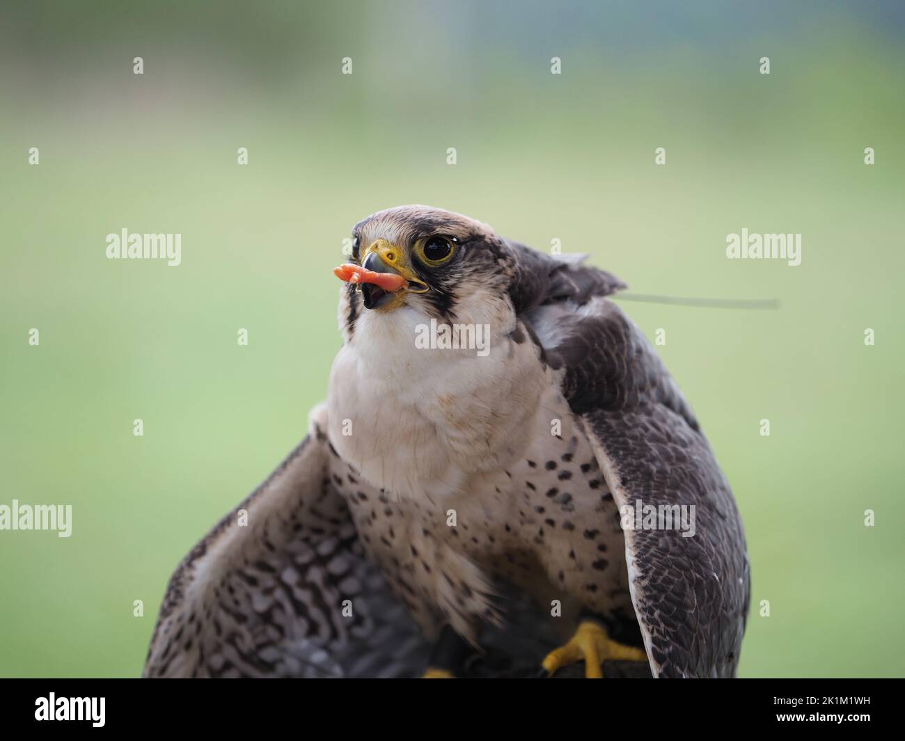 The peregrine falcon (Falco peregrinus) eating a worm Stock Photo - Alamy