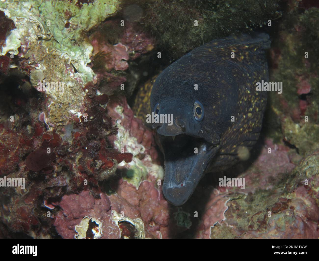 Muraena hi-res stock photography and images - Alamy