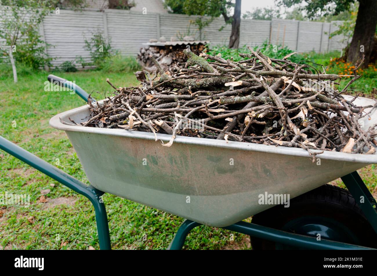 Garden work. Pruned branches of young trees lie in a wheelbarrow, which ...