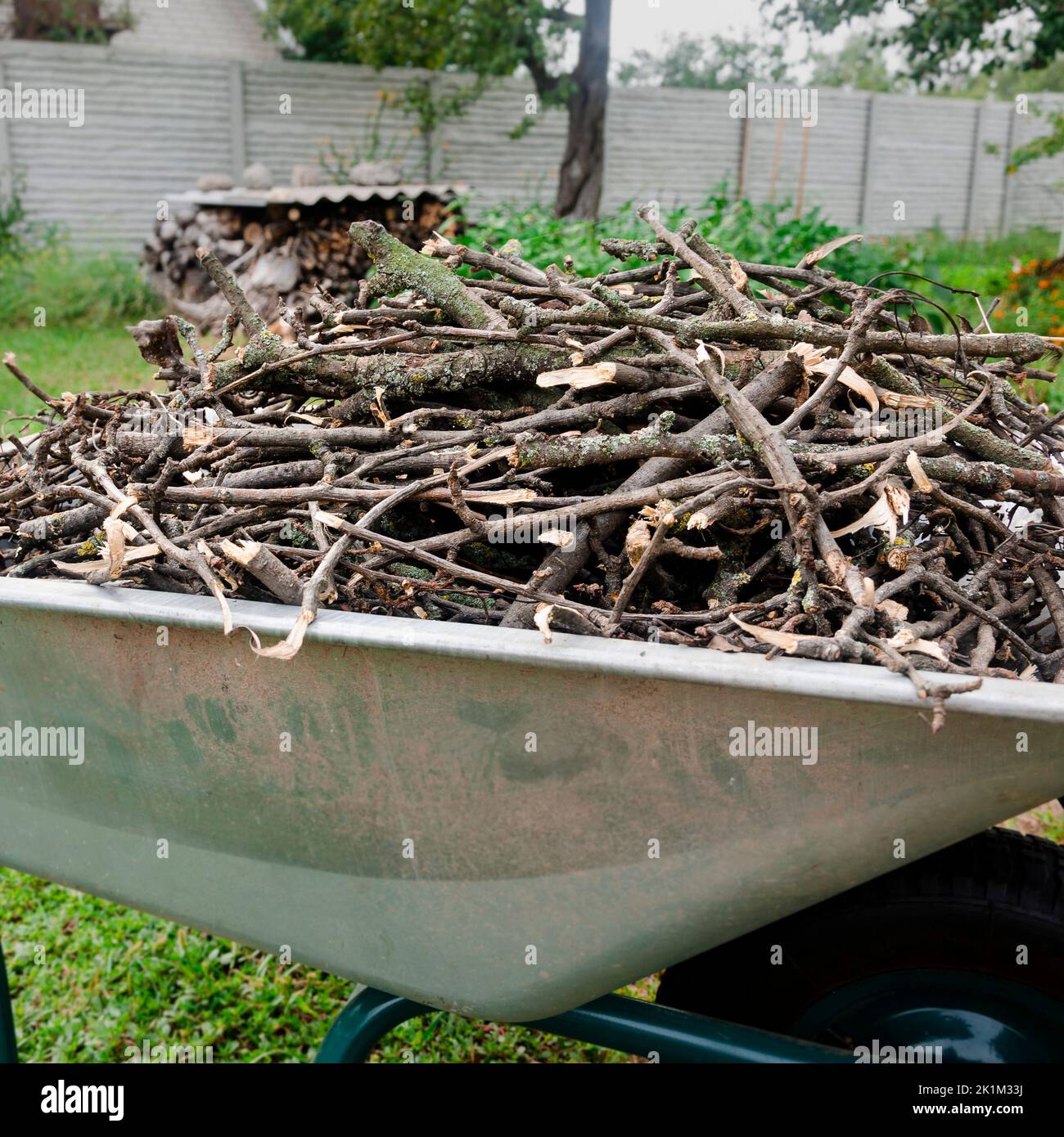 Garden work. Pruned branches of young trees lie in a wheelbarrow, which ...