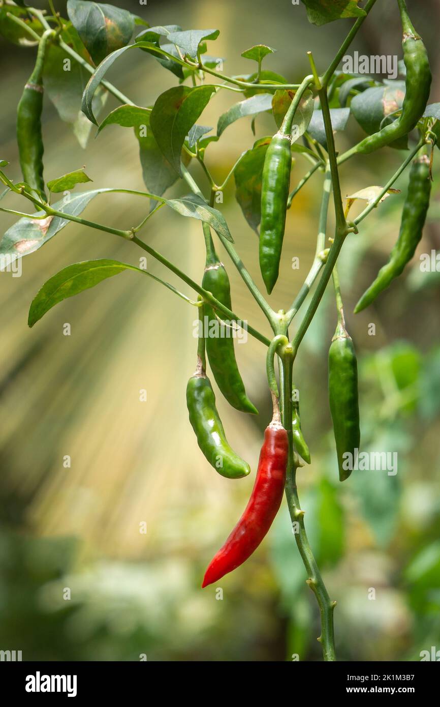 chilli plant full of ripe and unripe fruits, isolated on green summer ...