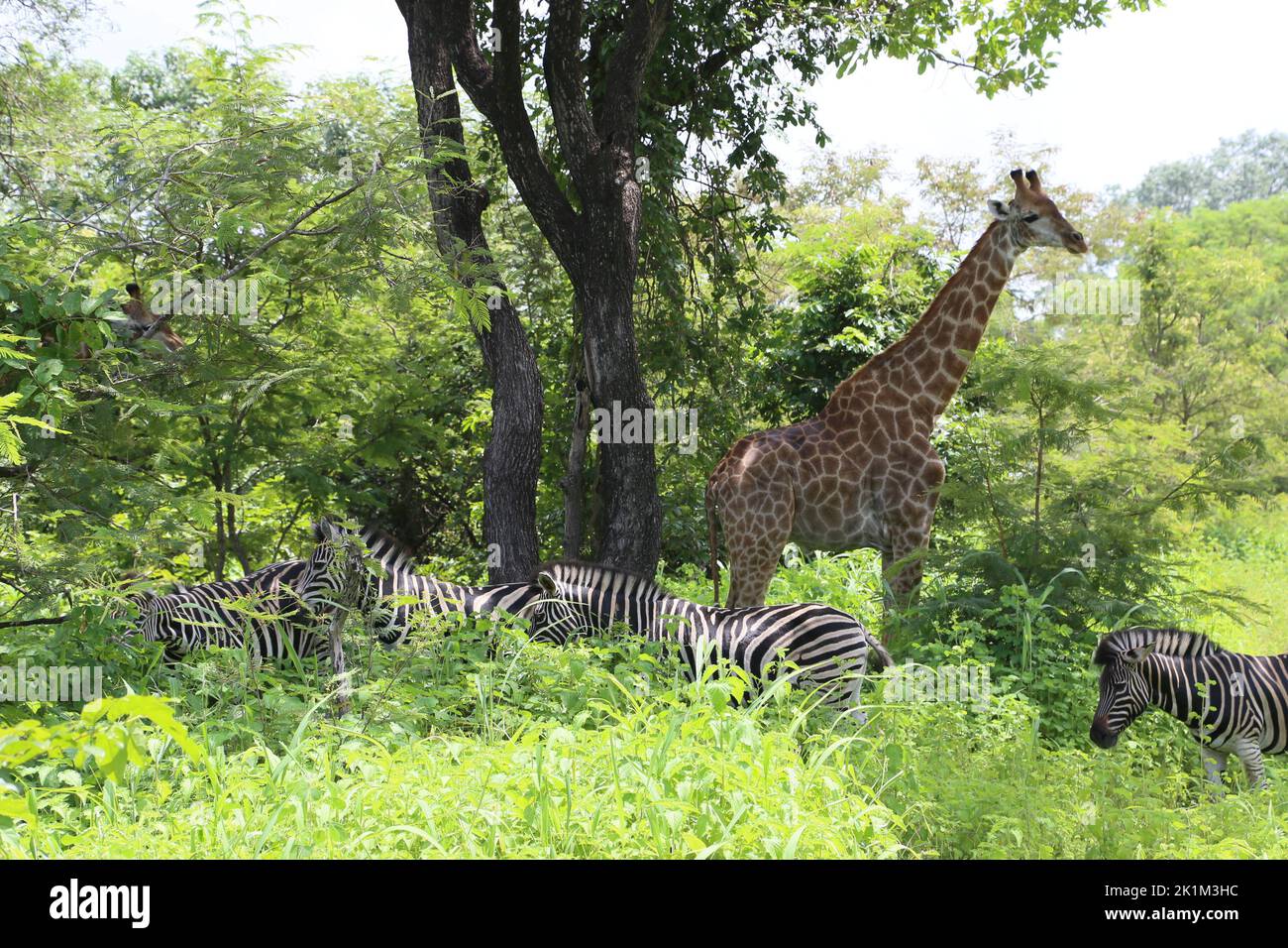 Dakar. 16th Sep, 2022. Giraffes and zebras are pictured at a safari ...