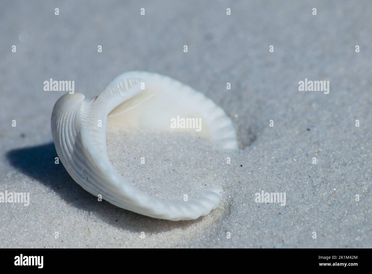 Jingle shell hi-res stock photography and images - Alamy