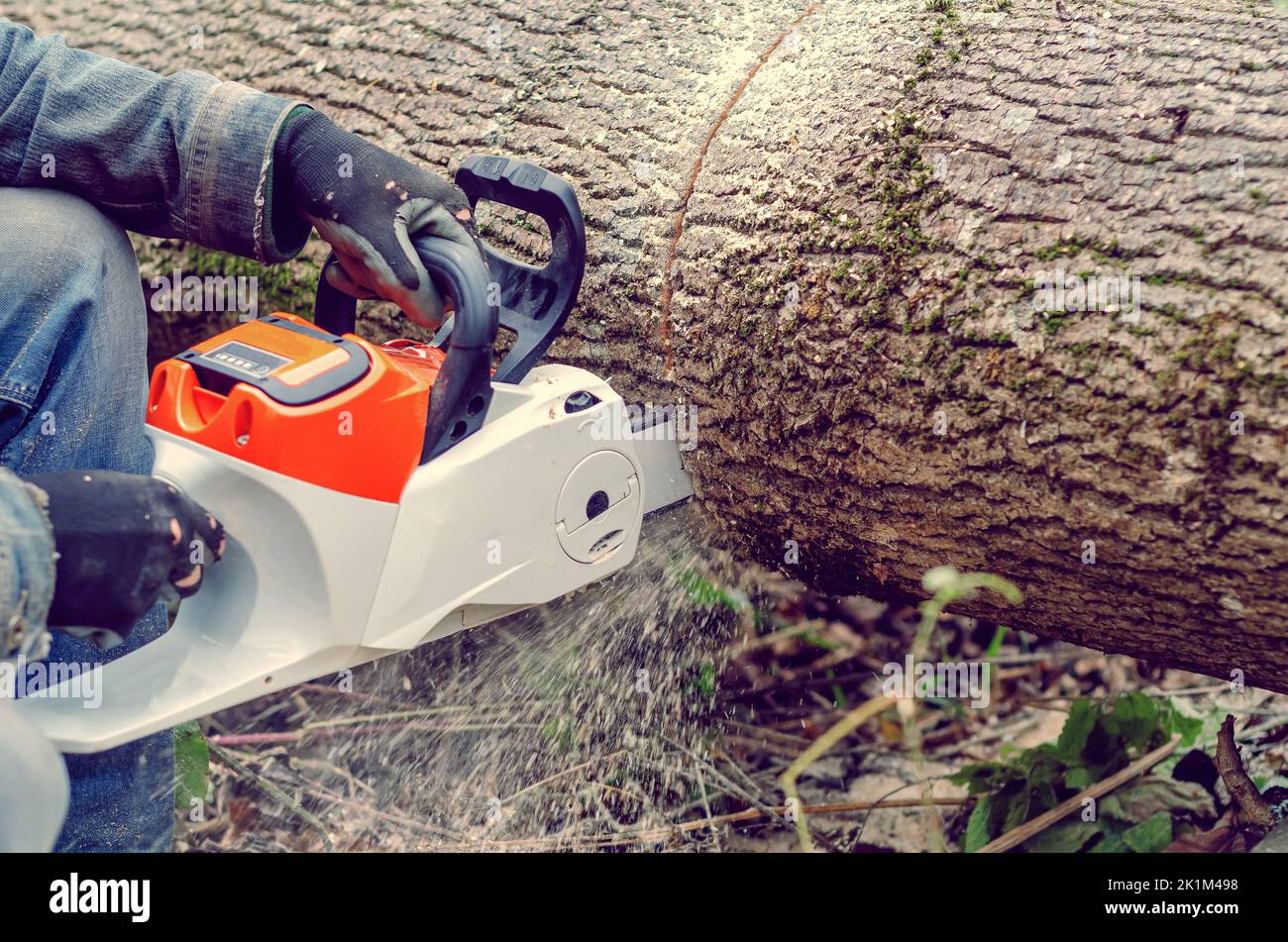 Chainsaw close-up of lumberjack sawing a large rough tree lying on ...