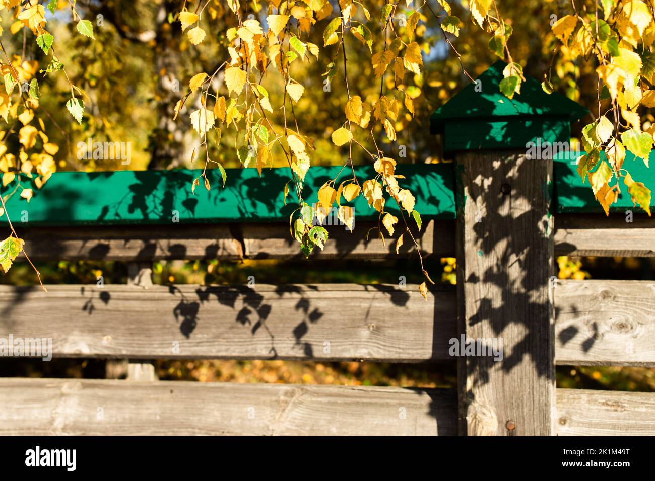 Autumn landscape. A wooden fence and yellowed birch foliage. Front view ...