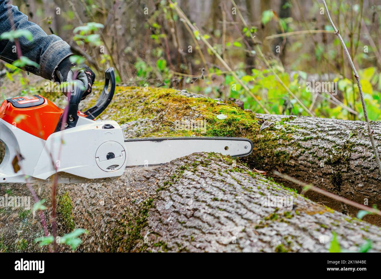 Chainsaw close-up of lumberjack sawing a large rough tree lying on ...