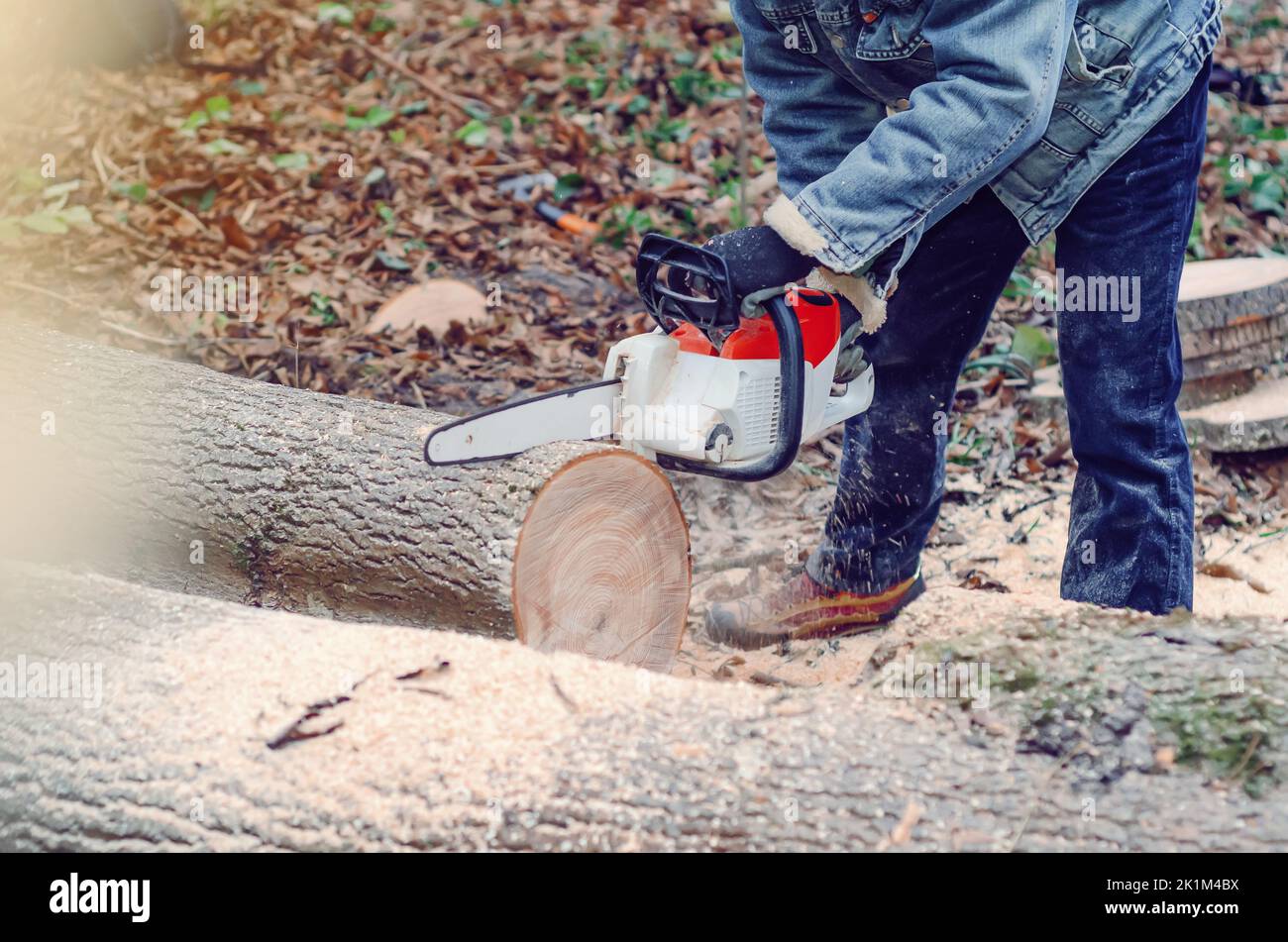 Chainsaw close-up of a woodcutter sawing a big thick trunk of a tree ...