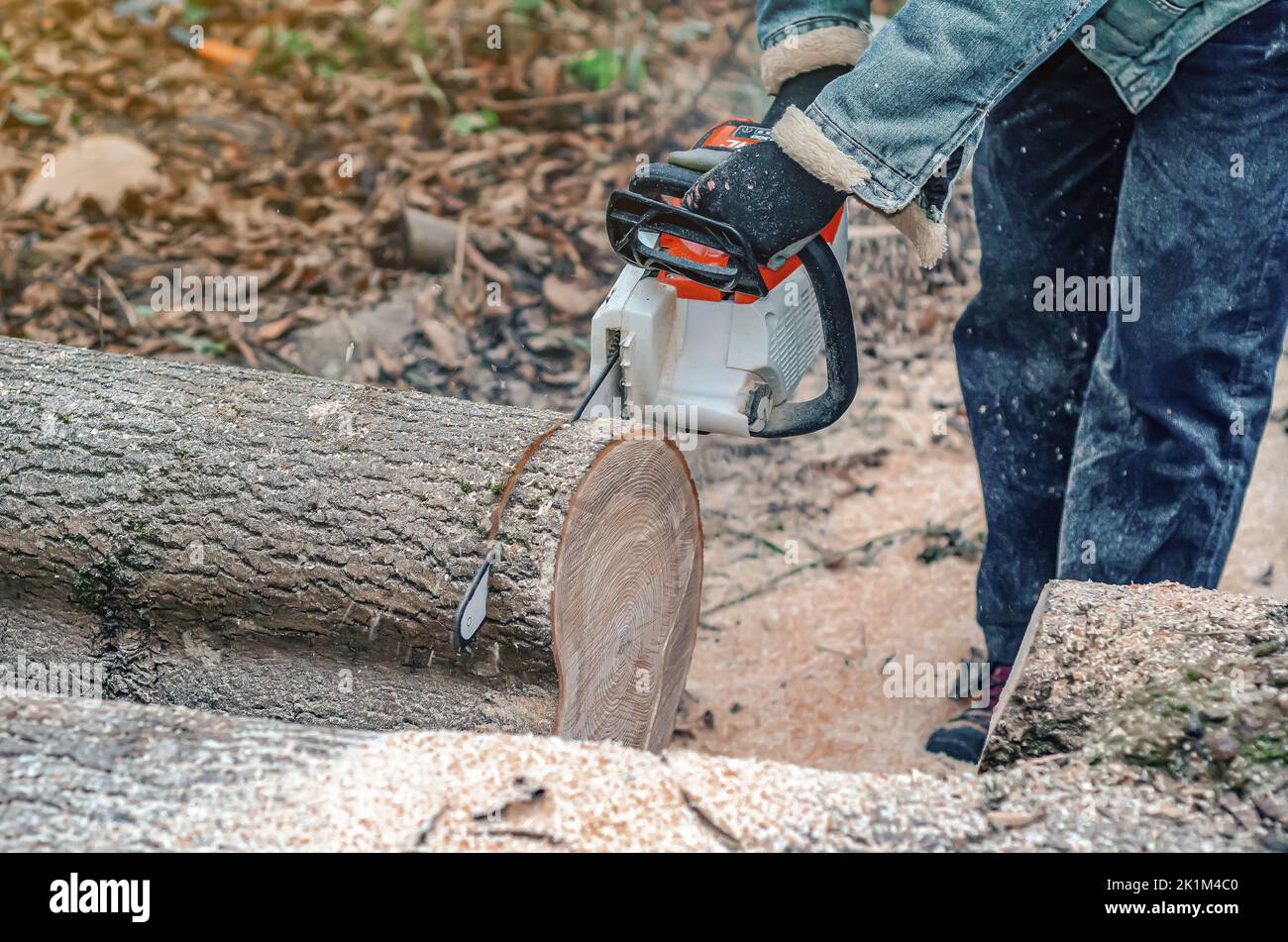 Chainsaw close-up of a woodcutter sawing a big thick trunk of a tree ...