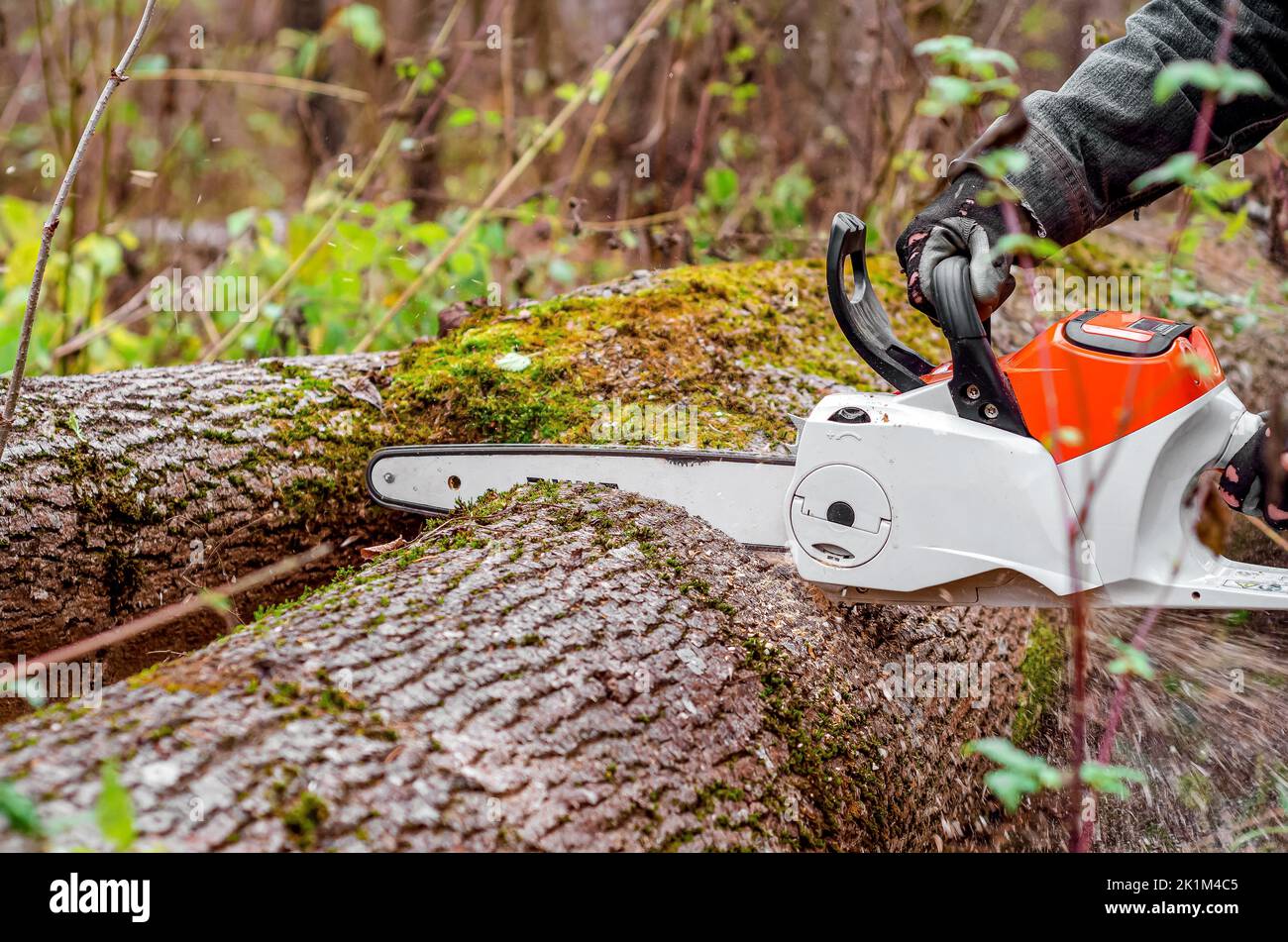 Woodsman cutting trees hi-res stock photography and images - Alamy