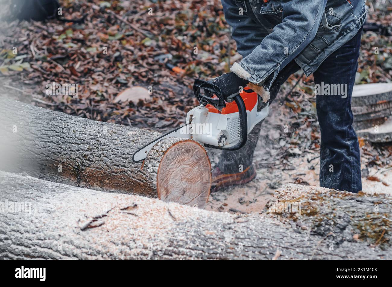 Chainsaw close-up of a woodcutter sawing a big thick trunk of a tree ...