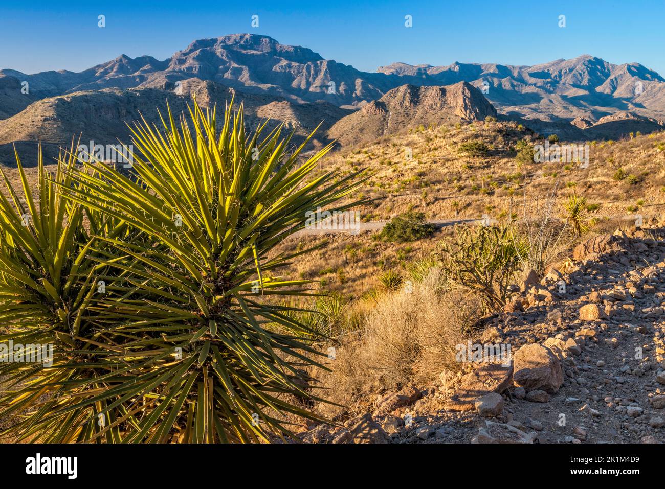 Yucca, Chinati Peak on left, Sierra Parda (Little Chinati Peak) on ...