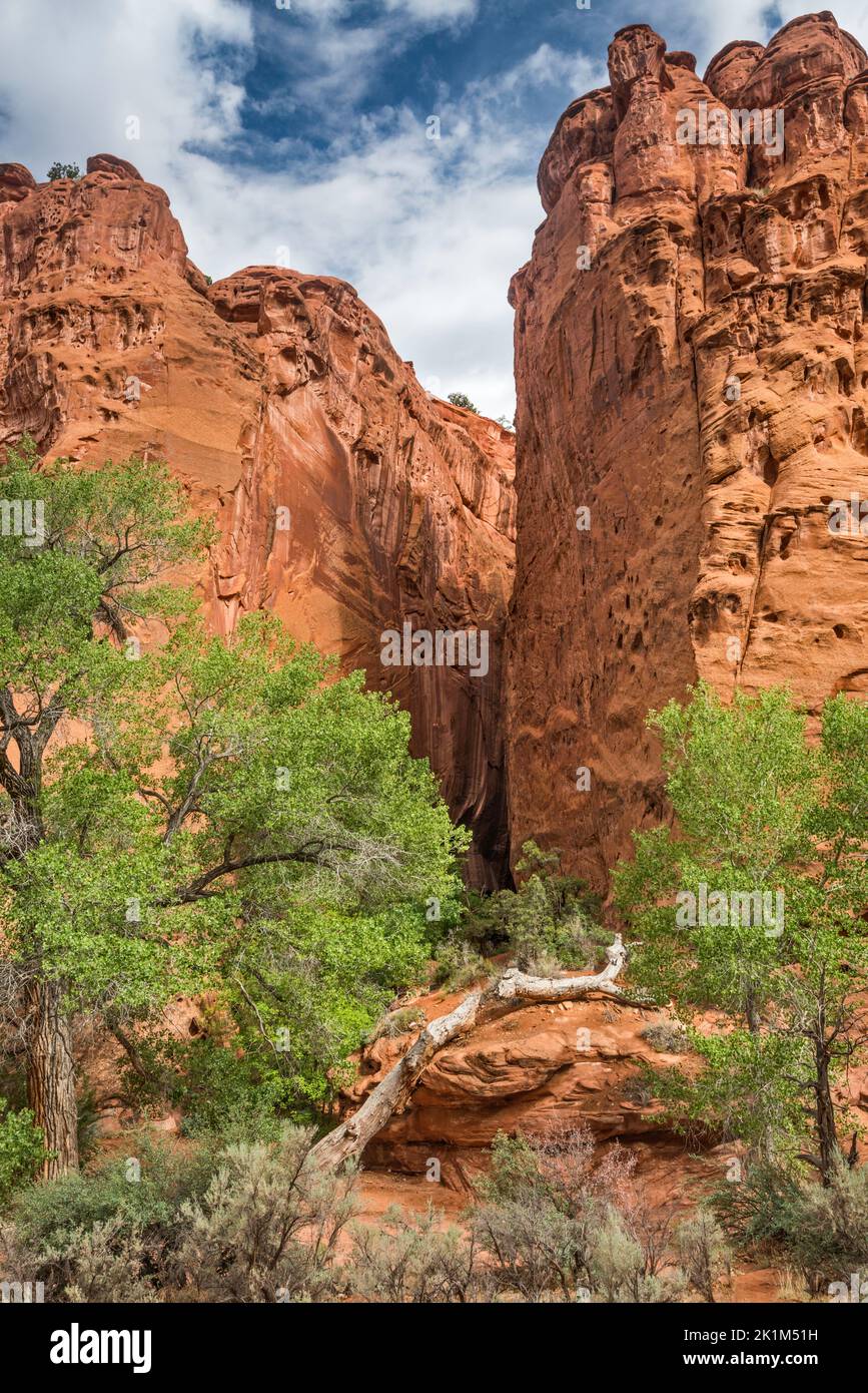 Riparian zone grand canyon hi-res stock photography and images - Alamy