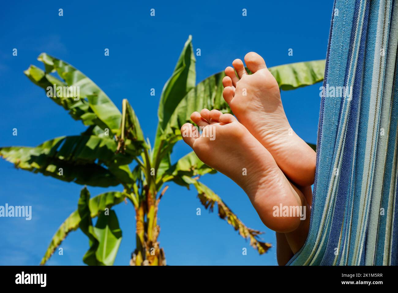Boy rest in hammock at garden with palm trees over blue sky Stock Photo ...