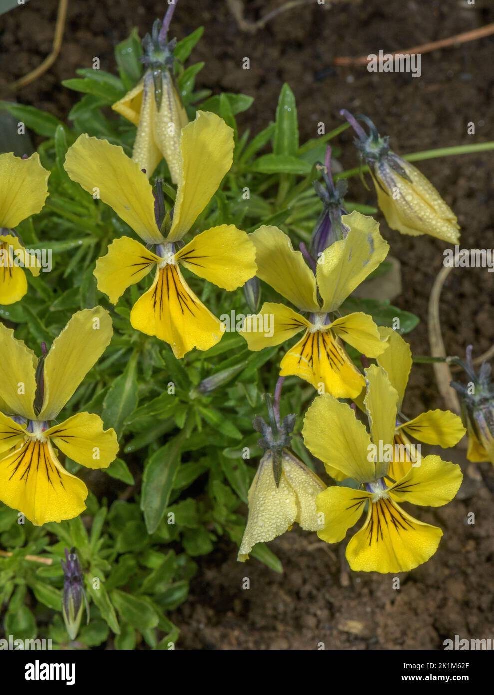 Mountain pansy, Viola lutea, in flower, Alps Stock Photo - Alamy