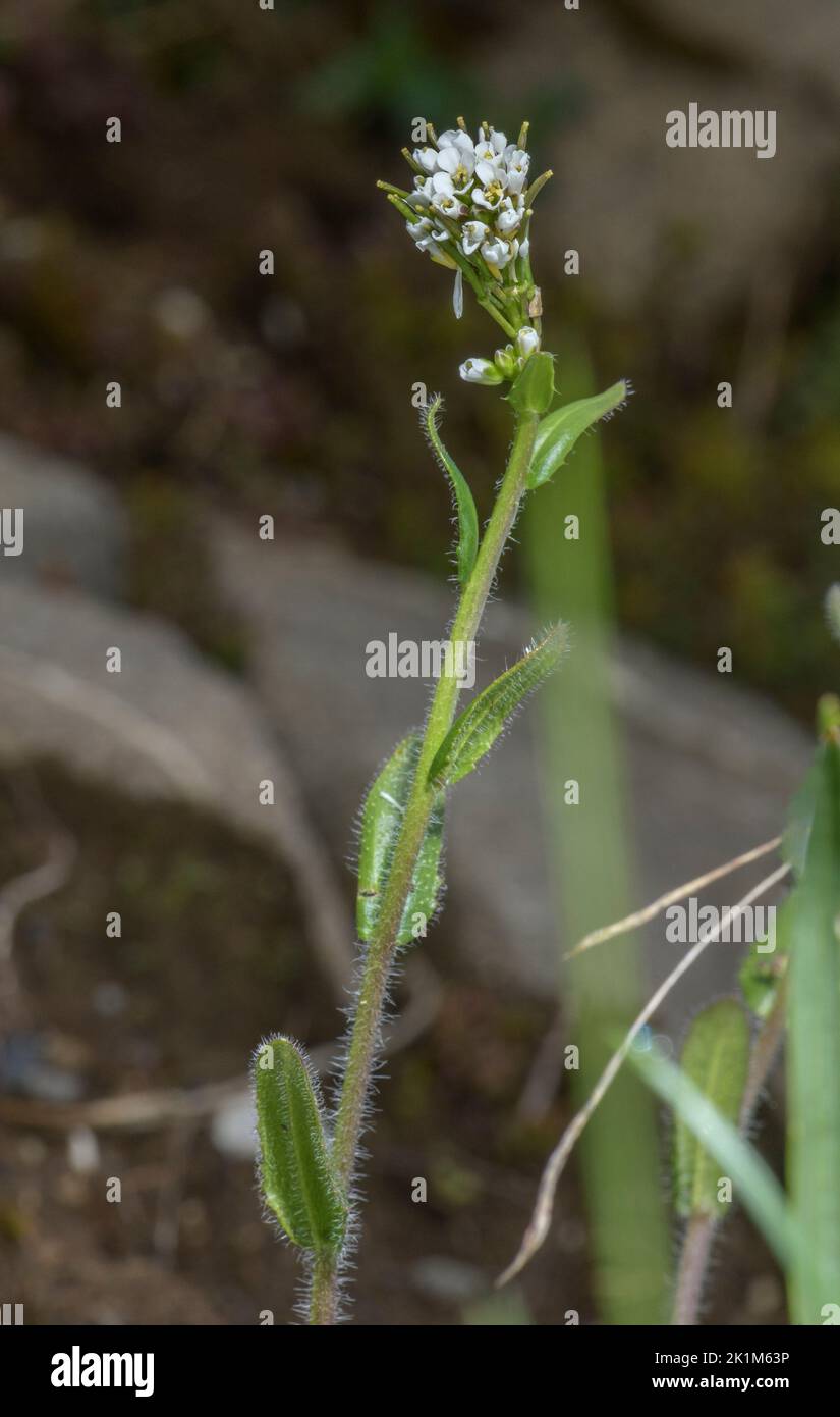 Arabis ciliata in flower. Swiss Alps Stock Photo - Alamy