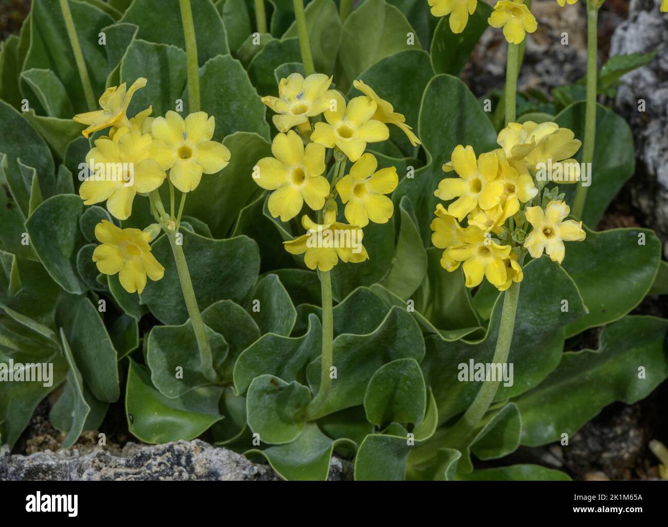 Bear's ear primrose, Primula auricula, in flower, Swiss Alps Stock ...