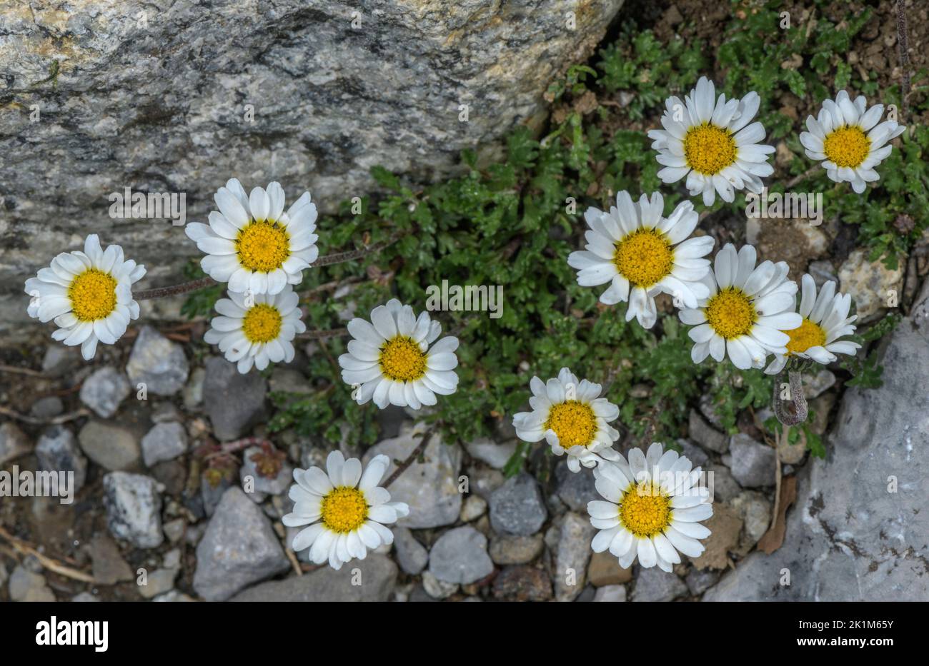 Alpine Moon Daisy, Leucanthemopsis alpina, in flower in the Swiss Alps ...